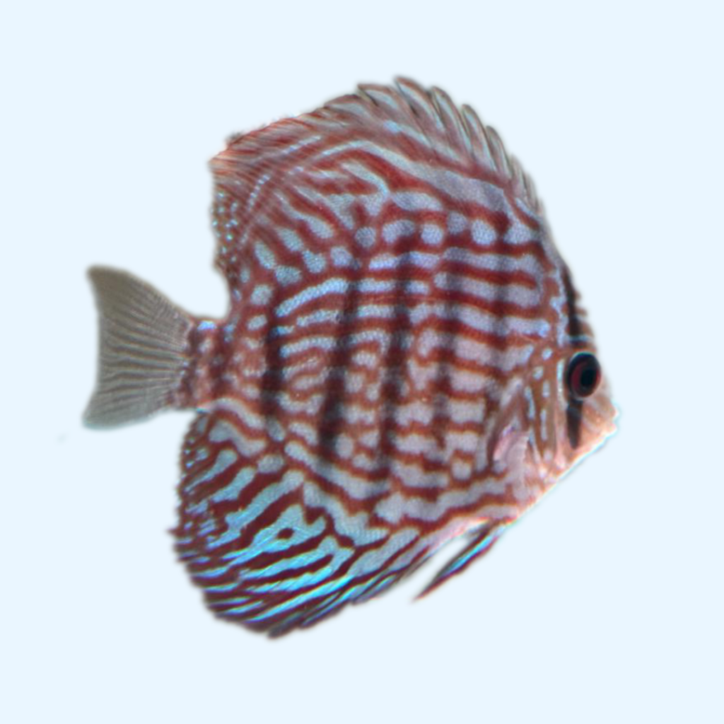 Disco - Blue Turquoise - World Discus