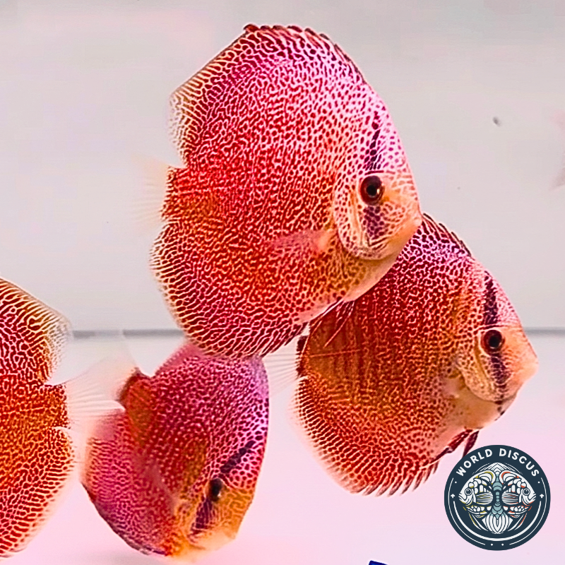 Disco - Super Panthera - World Discus
