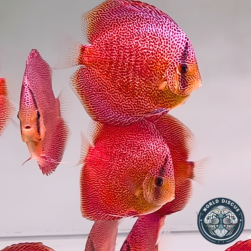 Disco - Super Panthera - World Discus