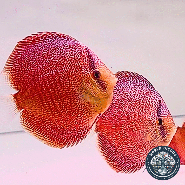 Disco - Super Panthera - World Discus