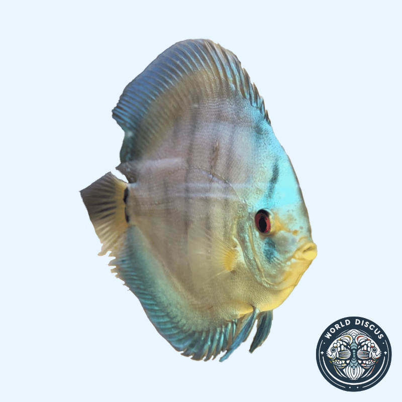 Disco - Blue Diamond - World Discus