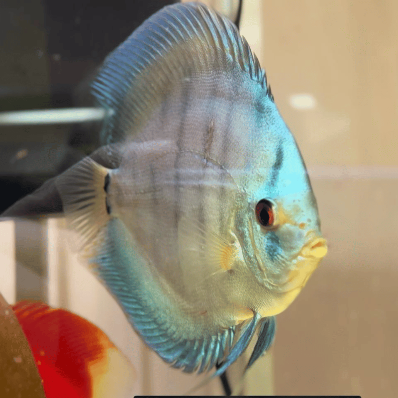 Disco - Blue Diamond - World Discus