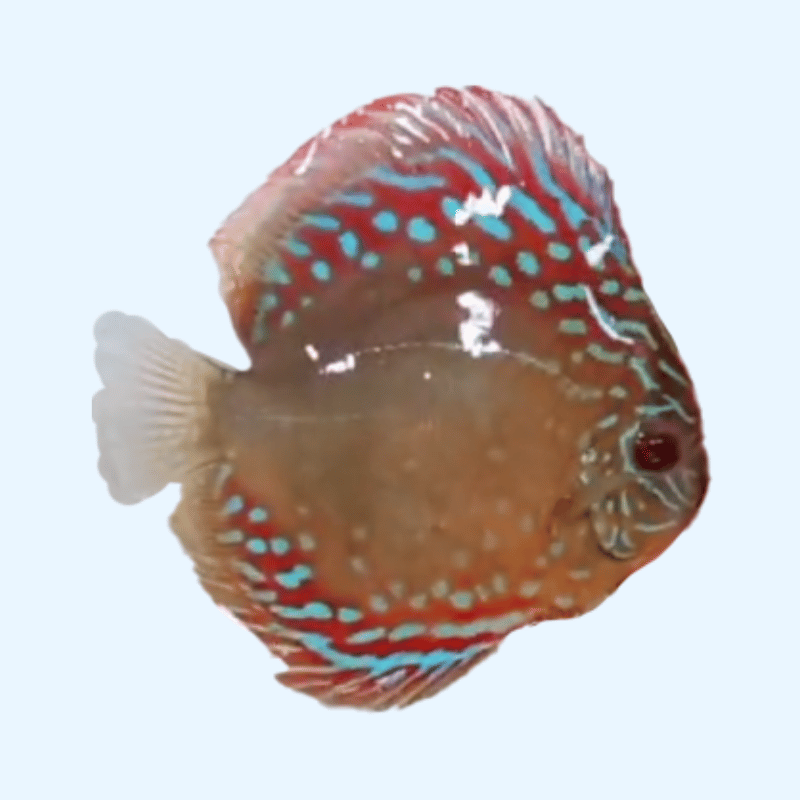 Disco - Red Batata - World Discus