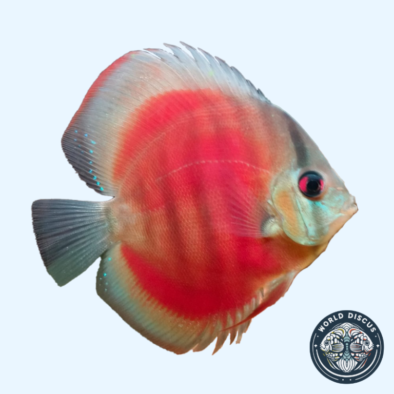 Disco - Red Cover Blue Rim - World Discus