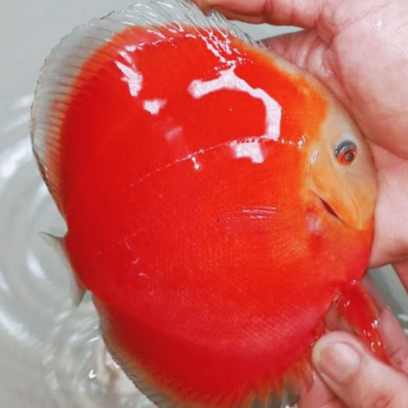 Disco - Red Jade - World Discus