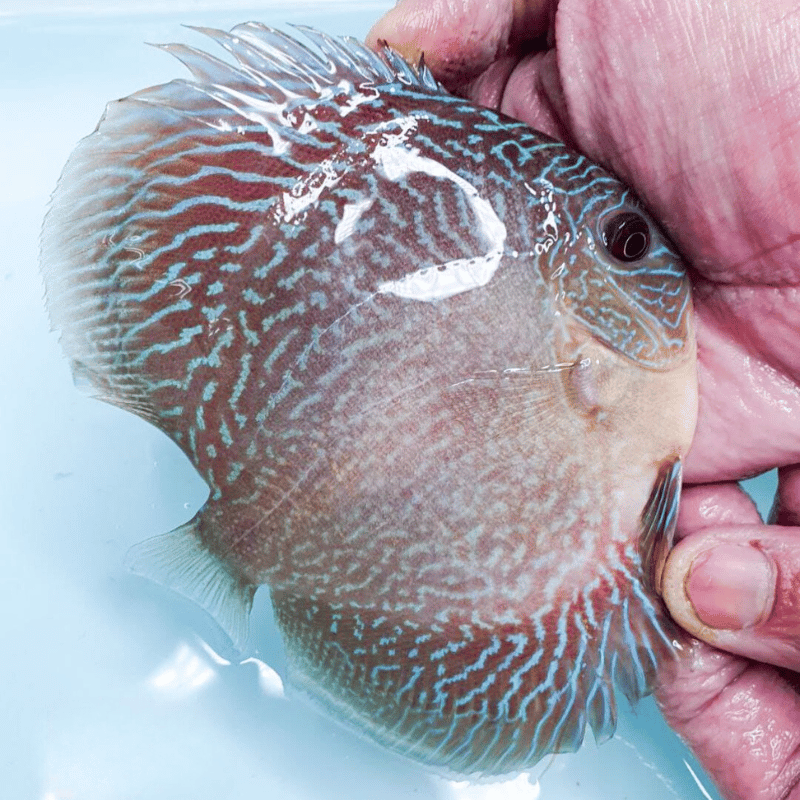 Disco - Red Super Snake - World Discus