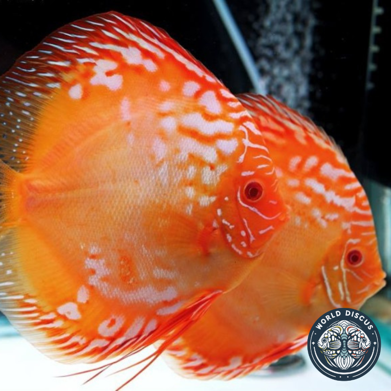 Disco - Red Rafflesia - World Discus