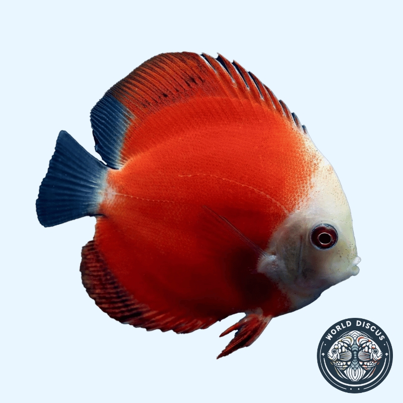 Disco - Red Melon - World Discus
