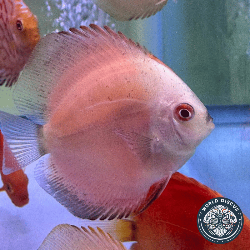 Disco - Red Melon - World Discus