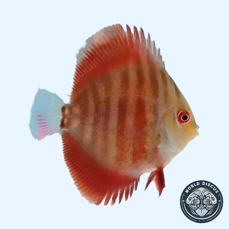 Disco - Red Cover - World Discus