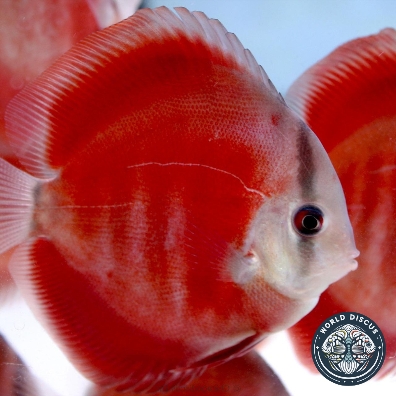 Disco - Red Cover - World Discus