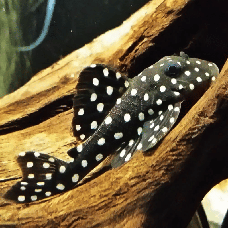 Pleco - L471 - World Discus