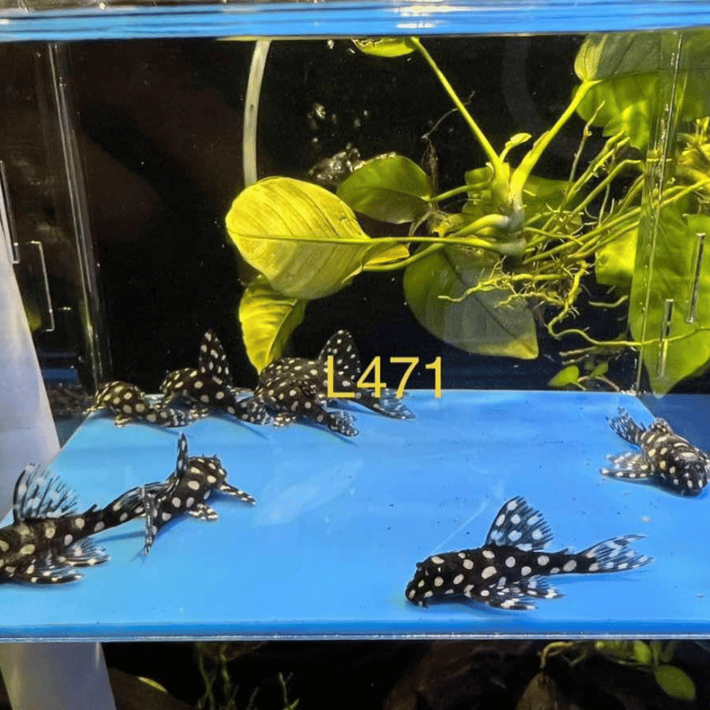 Pleco - L471 - World Discus