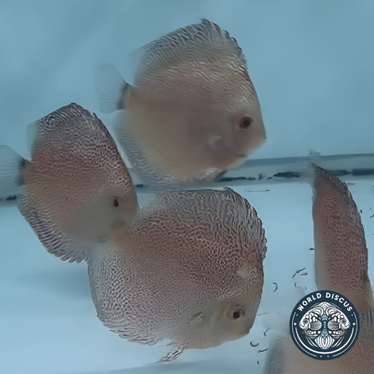Disco - Panthera Pardus - World Discus