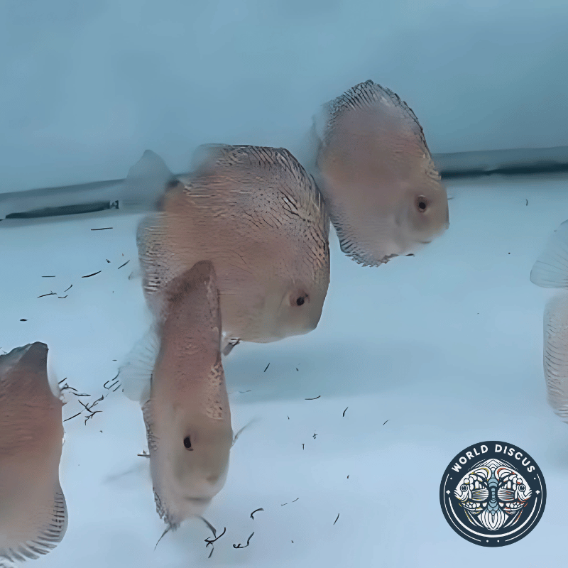 Disco - Panthera Pardus - World Discus
