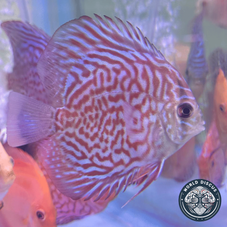 Disco - Red Turquoise - World Discus