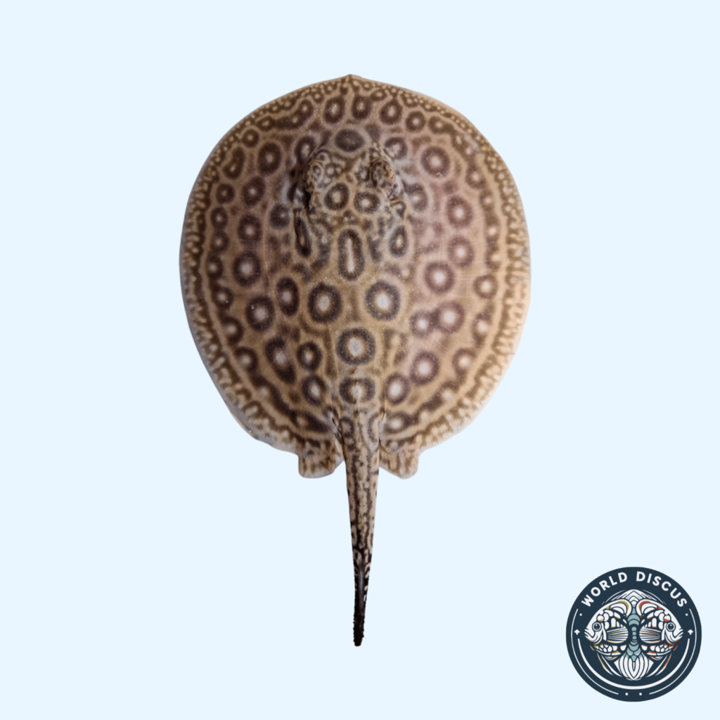 Raya - Pearl Ray F1 - World Discus