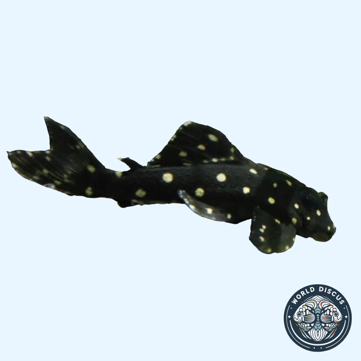 Pleco - L201 - World Discus
