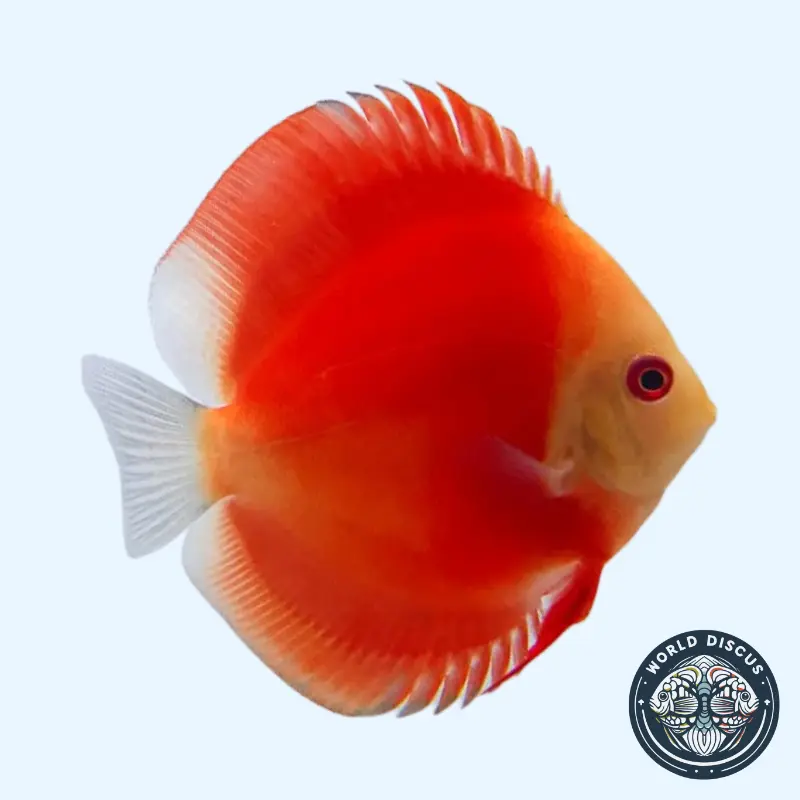 Disco - Red - World Discus